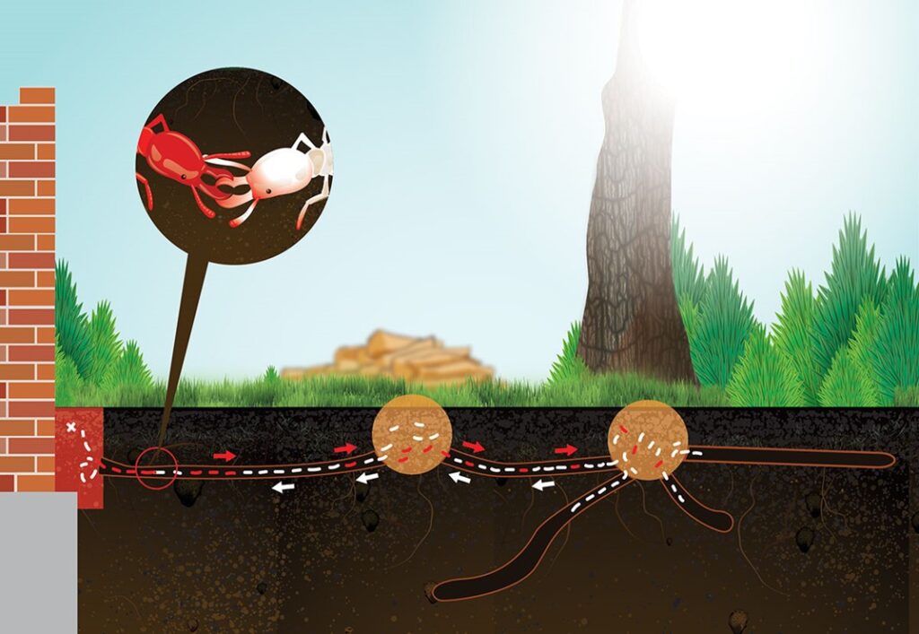 Termite Treatment Options - Eagle Pest Control Perth